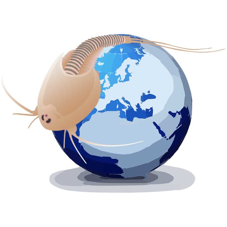Anatomie des Triops - Triops Spektrum